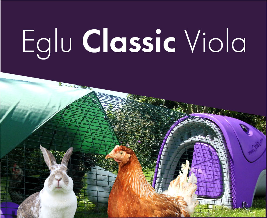 Purple Promo: Grandi Sconti sui Modelli Eglu Classic - Omlet Blog Italy