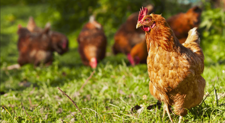 TOP 7 Consigli per tenere al fresco le vostre galline in estate - Omlet ...