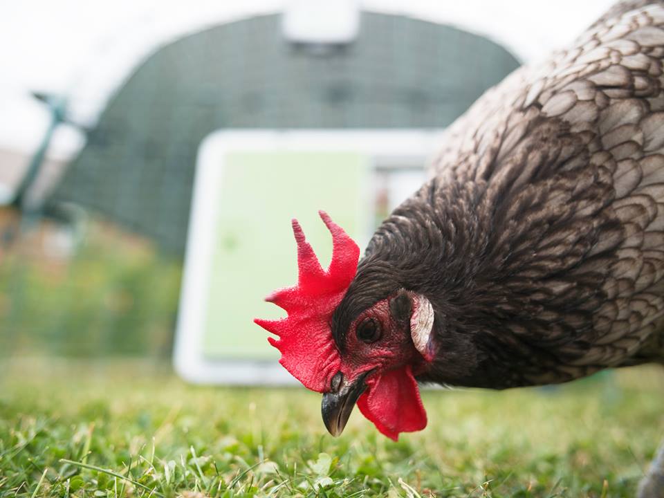 Sharon testa l'AutoPorta: "ha salvato il mio matrimonio!" - Omlet Blog ...