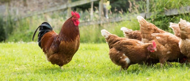 Tutto quello che dovete sapere sui galli - Omlet Blog Italy