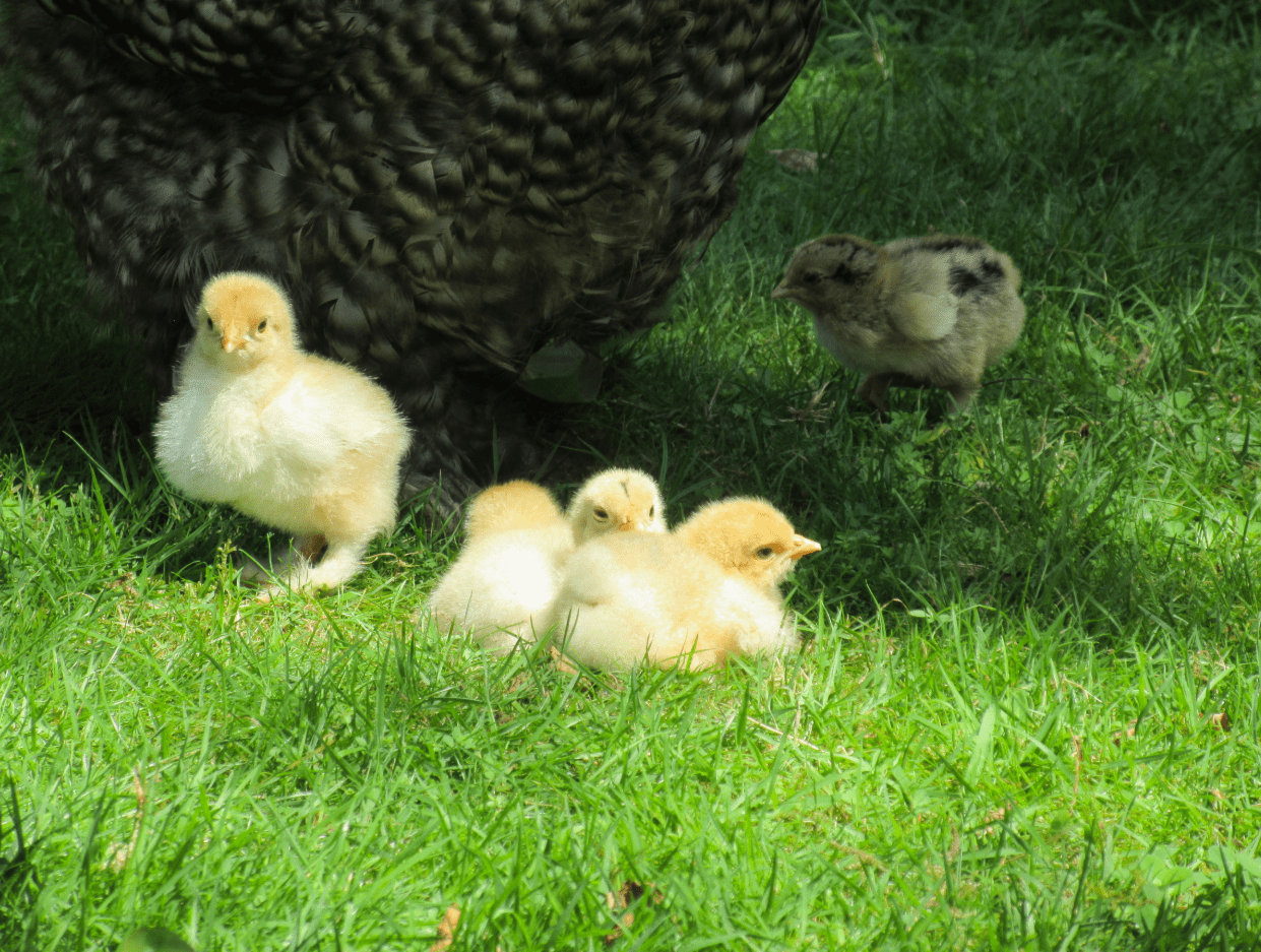 6 errori da evitare quando si allevano i pulcini - Omlet Blog Italy